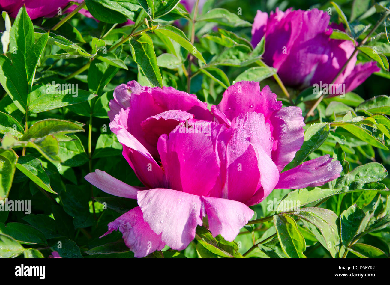 Dewy blossom hi-res stock photography and images - Alamy