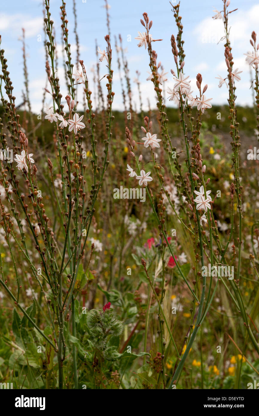 Semidesert flowers, Tighanimine El Baz, Drarga, Agadir, Morocco Stock ...