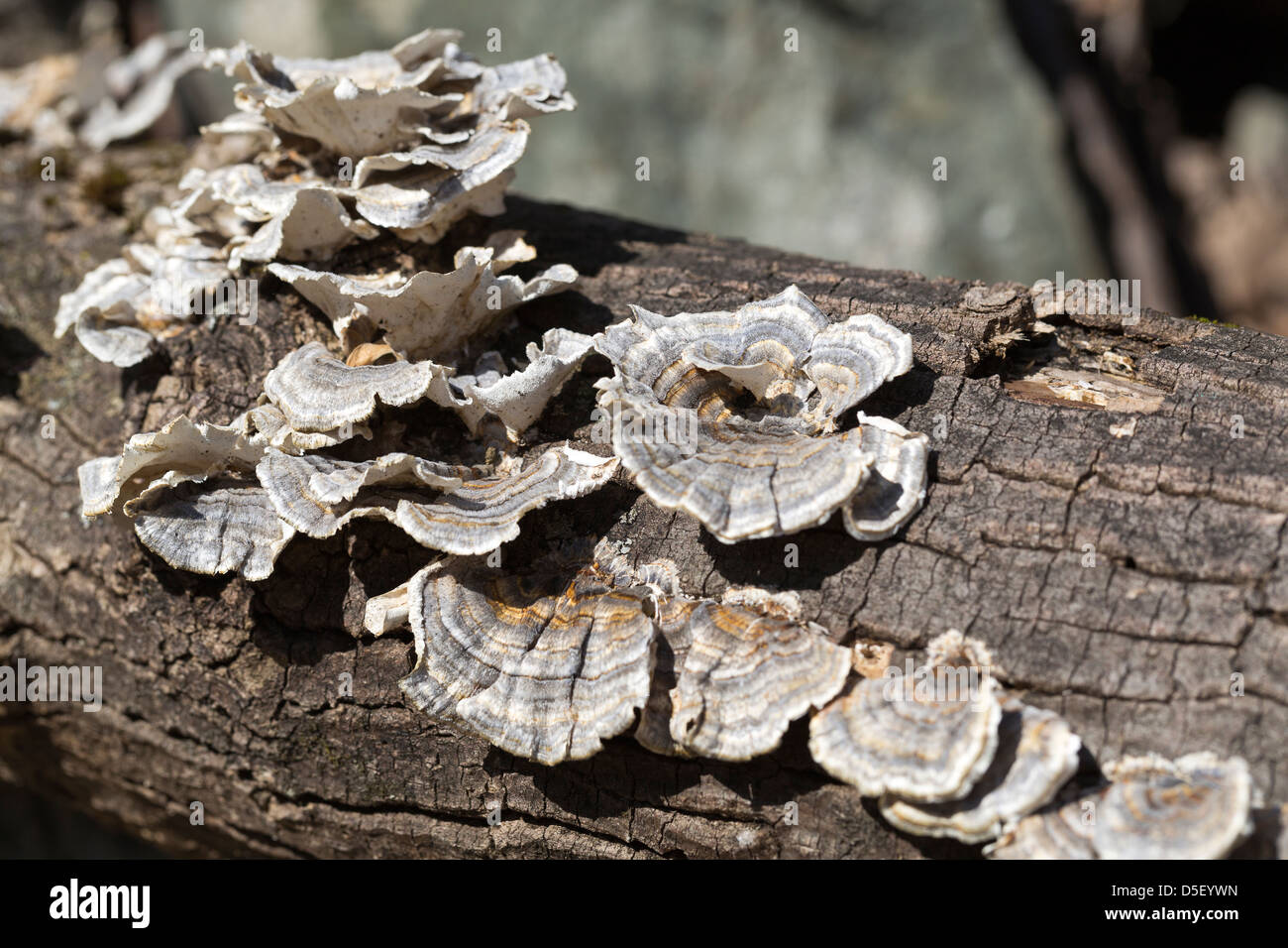 Spring time in a forest. Rotting bark of a tree with mushrooms lies in ...