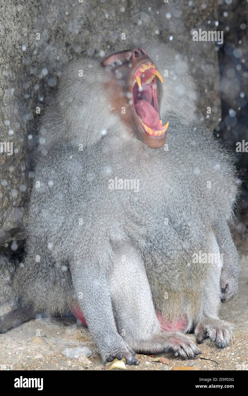 Munich, Germany. 31st March, 2013. Sacred baboon observes snow and ...