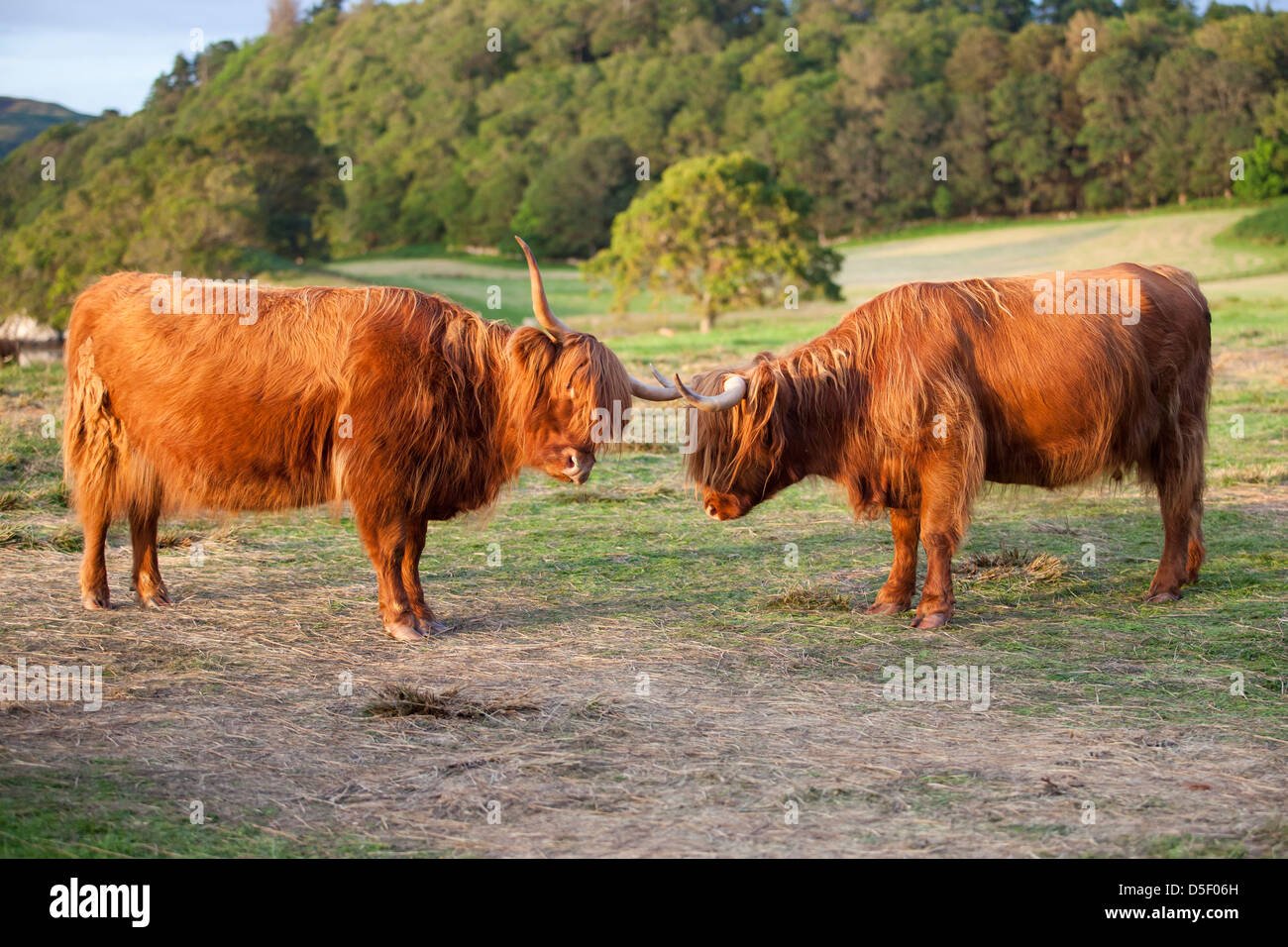 Highland cattle or Kyloe - An ancient Scottish breed of beef cattle ...