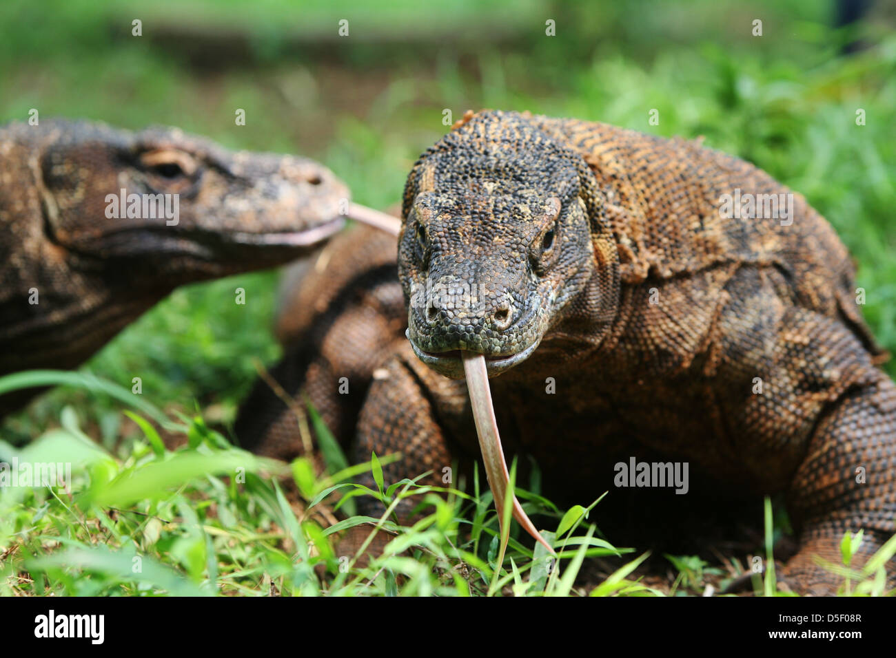 Two Komodo dragon Stock Photo - Alamy