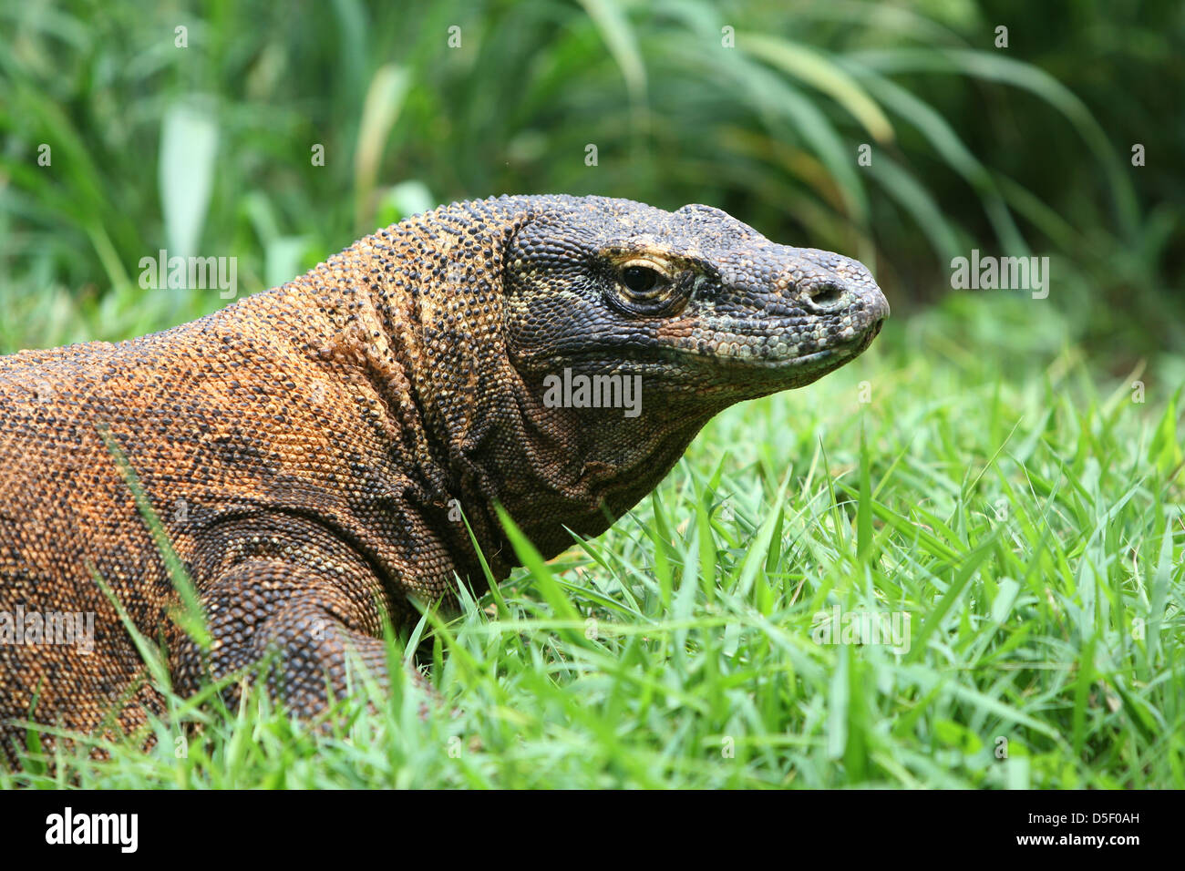 Komodo Dragon High Resolution Stock Photography and Images - Alamy