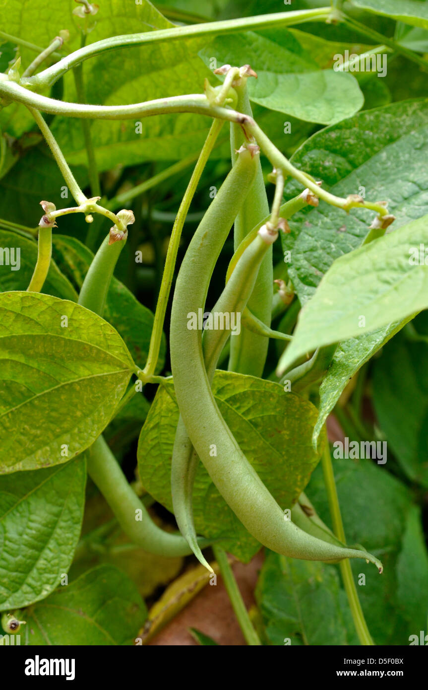 Dwarf beans hi-res stock photography and images - Alamy