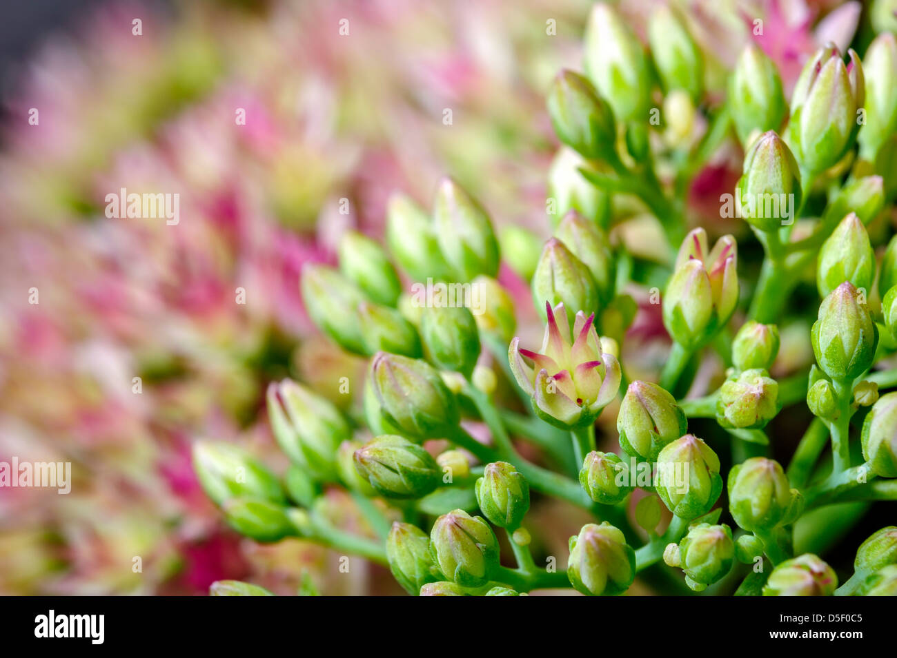 Young green flower buds Stock Photo - Alamy