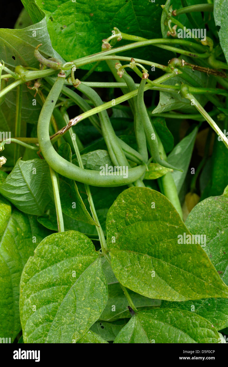 Dwarf beans plant uk hi-res stock photography and images - Alamy