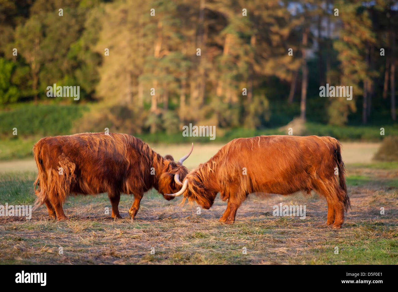 Highland cattle or Kyloe - An ancient Scottish breed of beef cattle ...