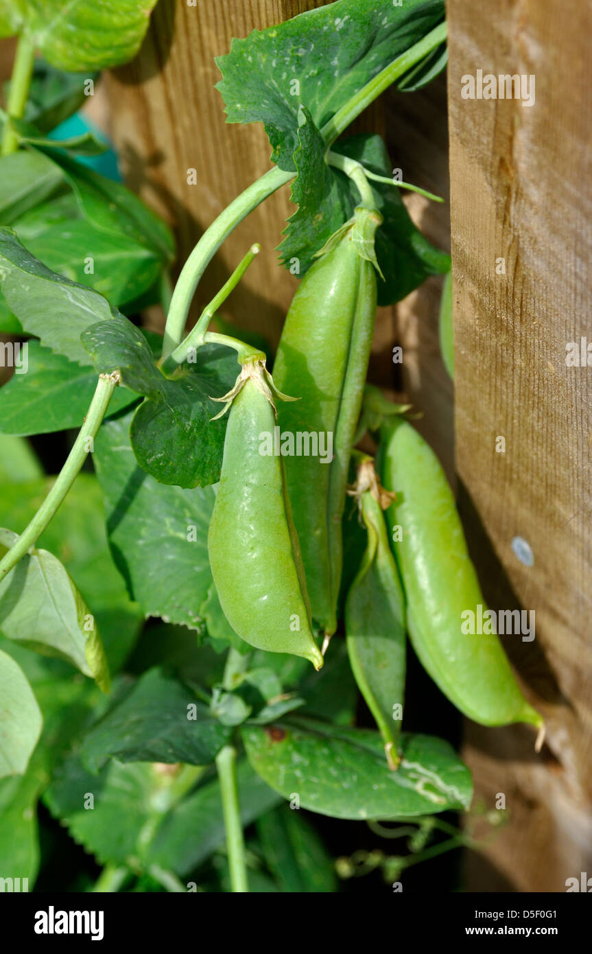 Close-up of Organic Pea Pods (Ambassador) growing on plant in garden ...