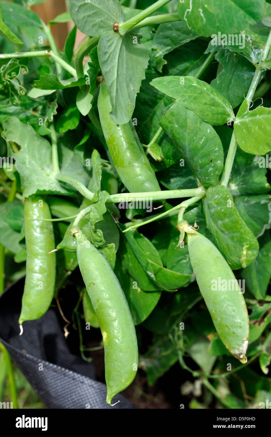 Organic Pea Pods (Ambassador) growing on plant in garden Stock Photo ...
