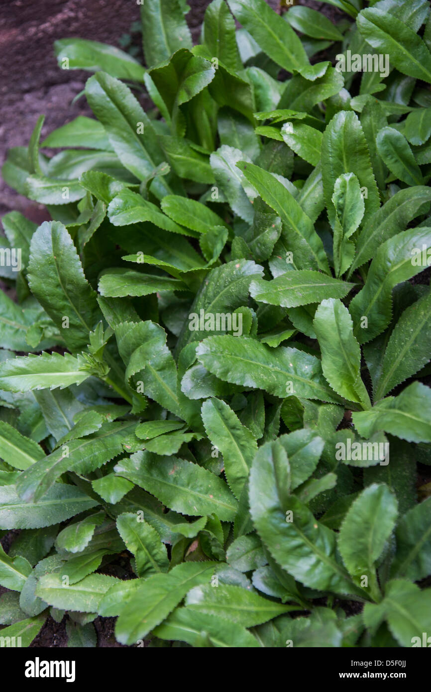 Foetidum hi-res stock photography and images - Alamy