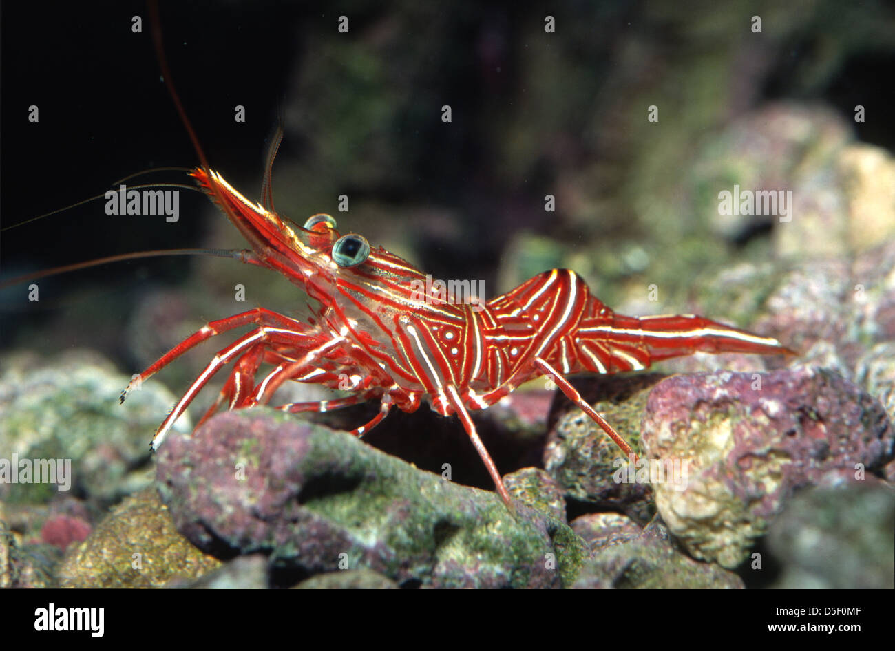 Camel Shrimp Rhynchocinetes durbanensis, Rhynchocinetidae, Indo-Pacific ...