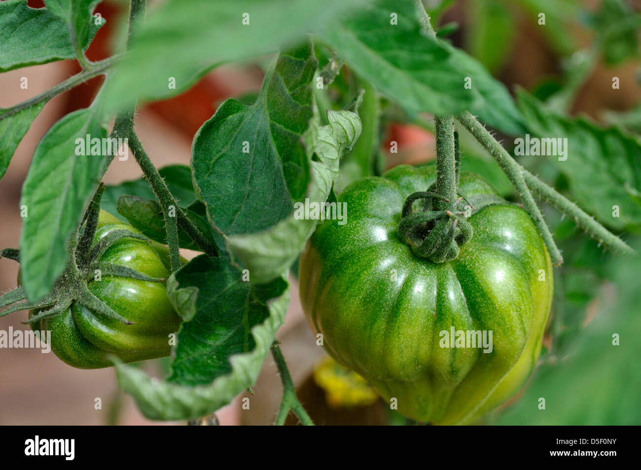 Marmande tomatoes hi-res stock photography and images - Alamy