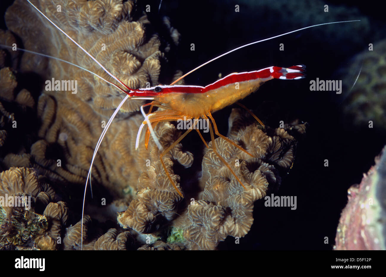 Scarlet skunk cleaner shrimp hi-res stock photography and images - Alamy