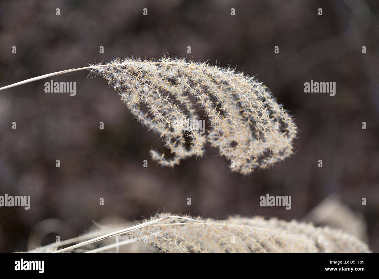 Grass with seeds hi-res stock photography and images - Alamy