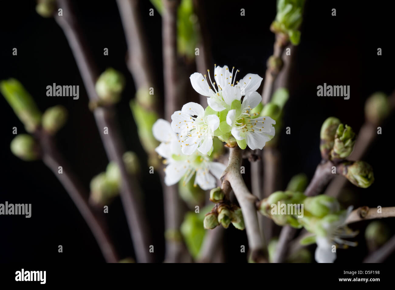Branch of cherry tree beginning to bloom Stock Photo - Alamy