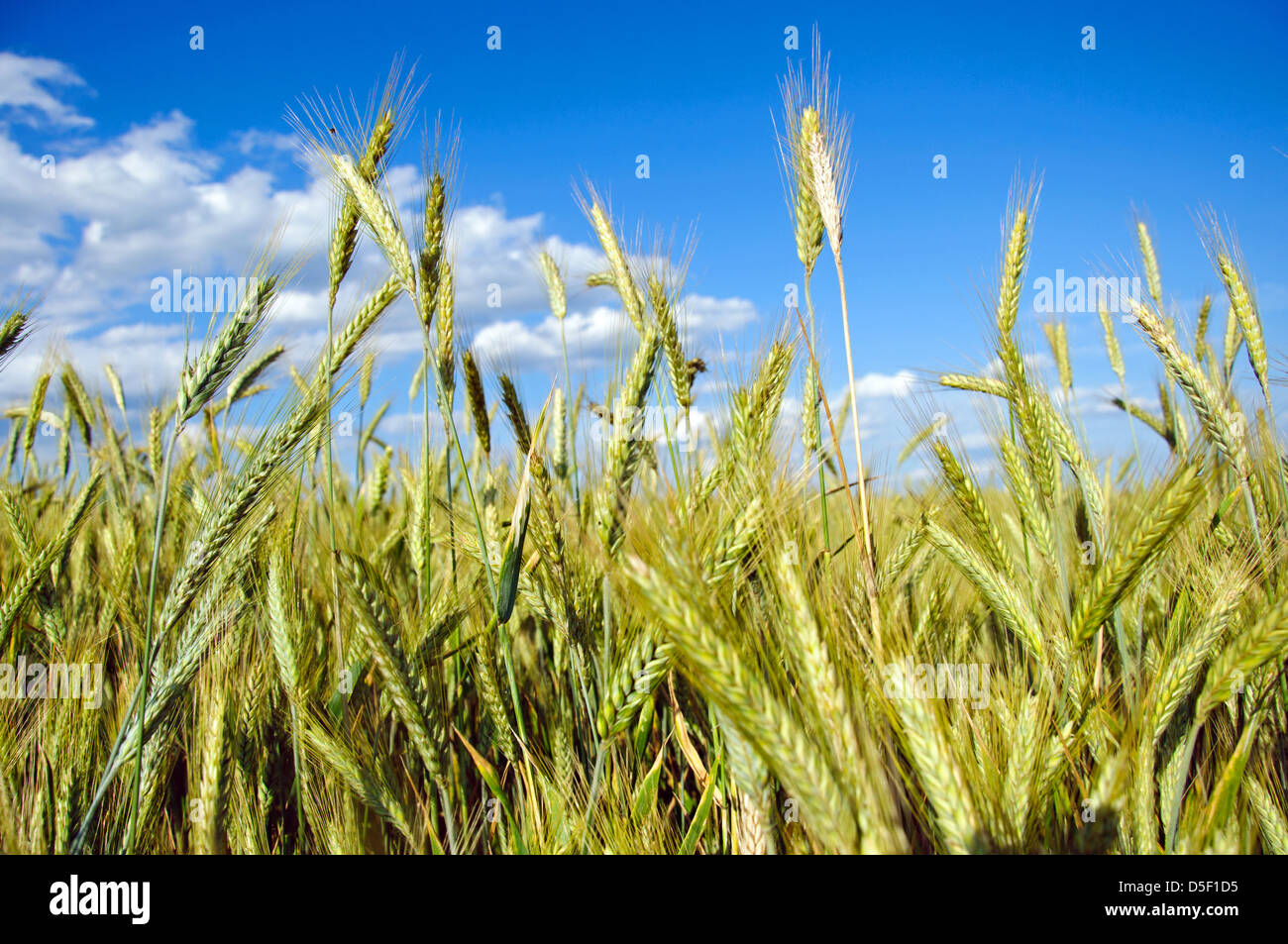 Photo of fully grown grain Stock Photo - Alamy