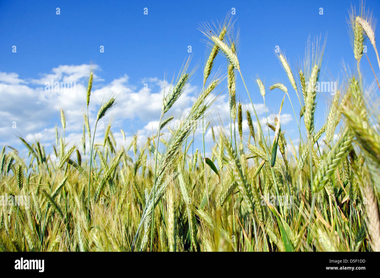 Photo of fully grown grain Stock Photo - Alamy