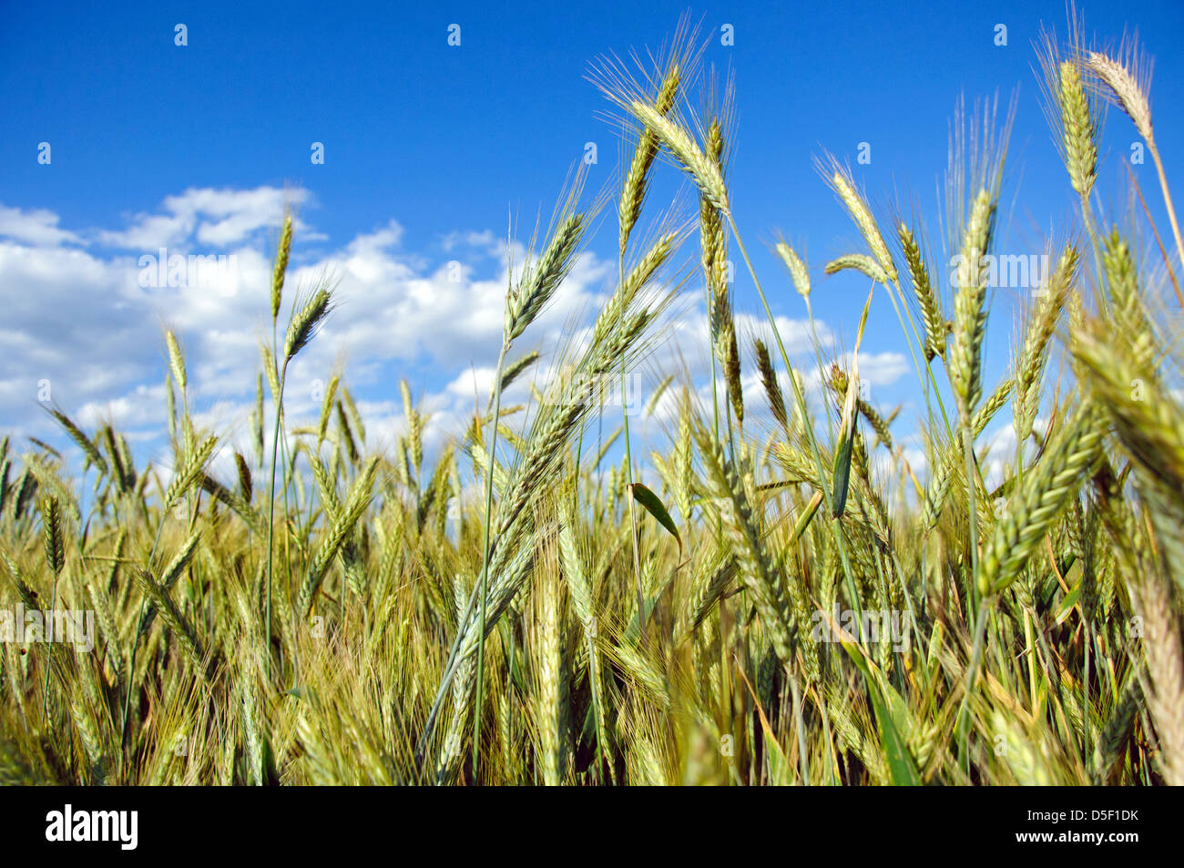 Photo of fully grown grain Stock Photo - Alamy