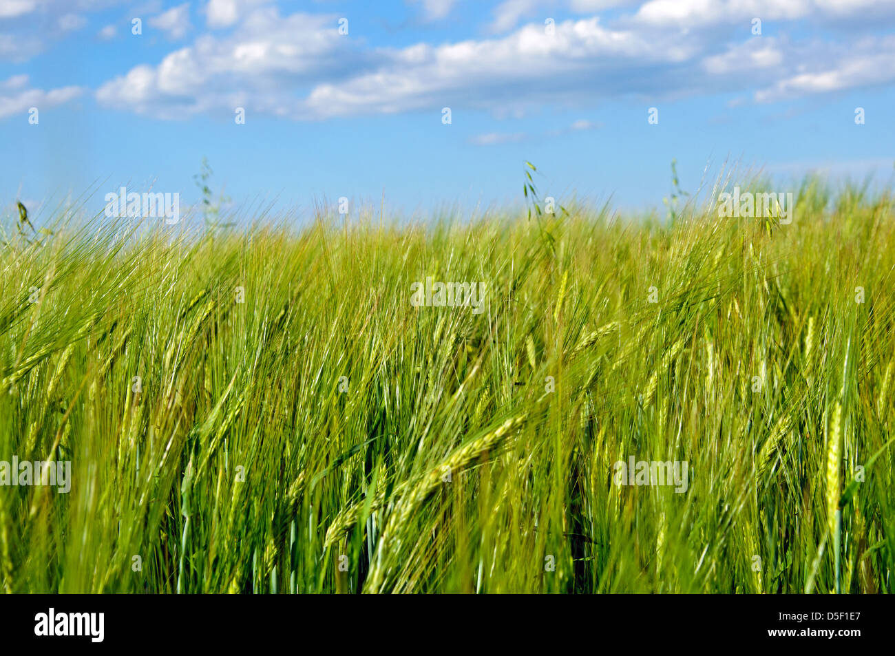 Photo of fully grown grain Stock Photo - Alamy