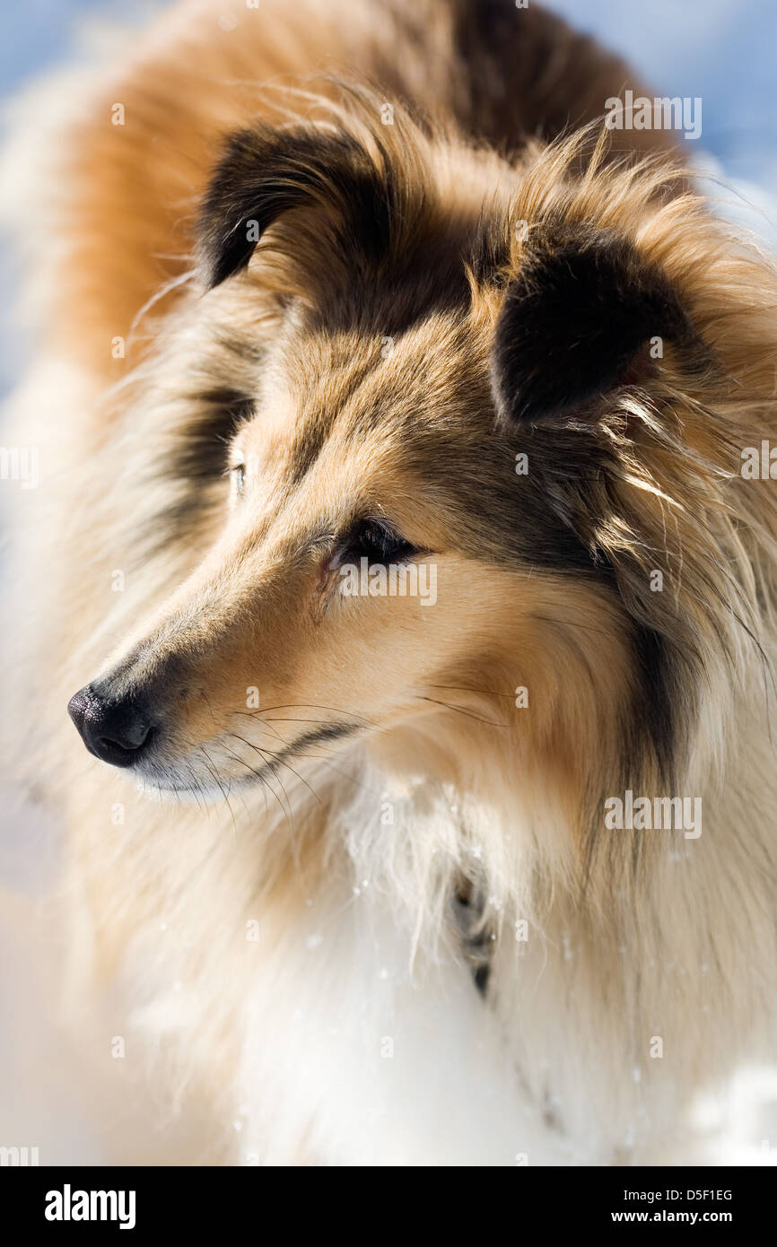 Sheltie looking at something outdoors in winter Stock Photo - Alamy