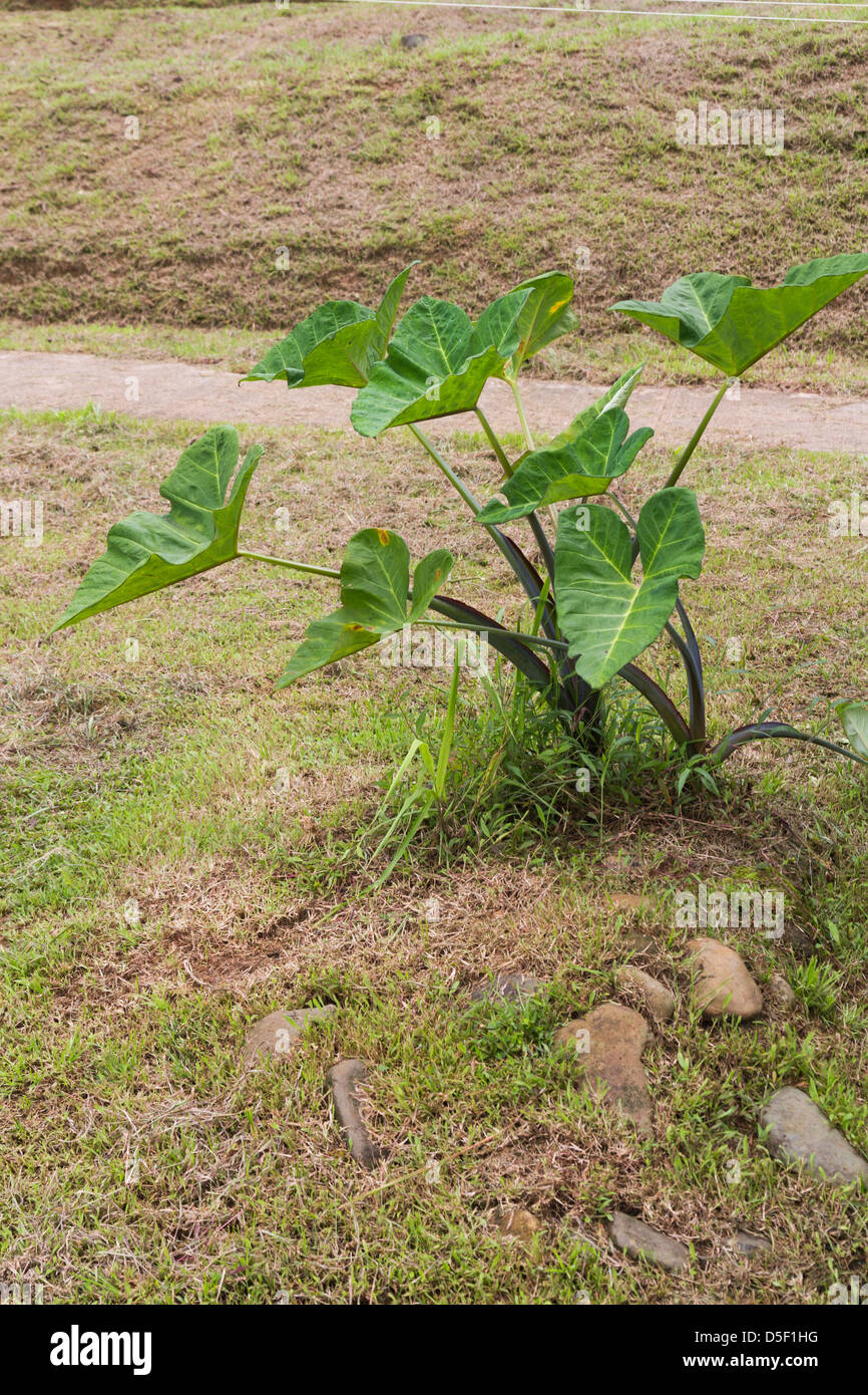 Cocoyam hi-res stock photography and images - Alamy