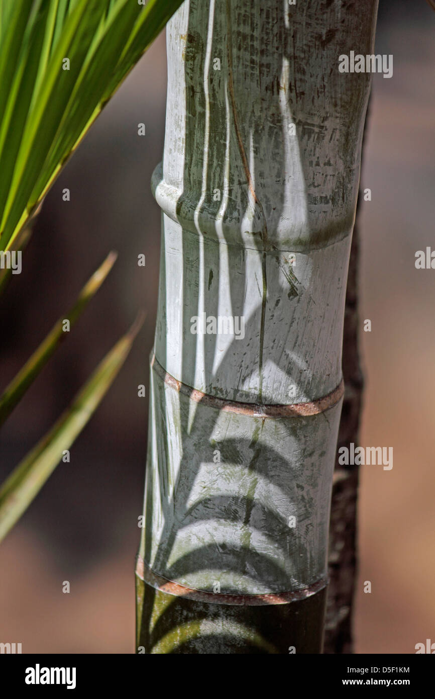 Palm shed on bamboo Stock Photo - Alamy