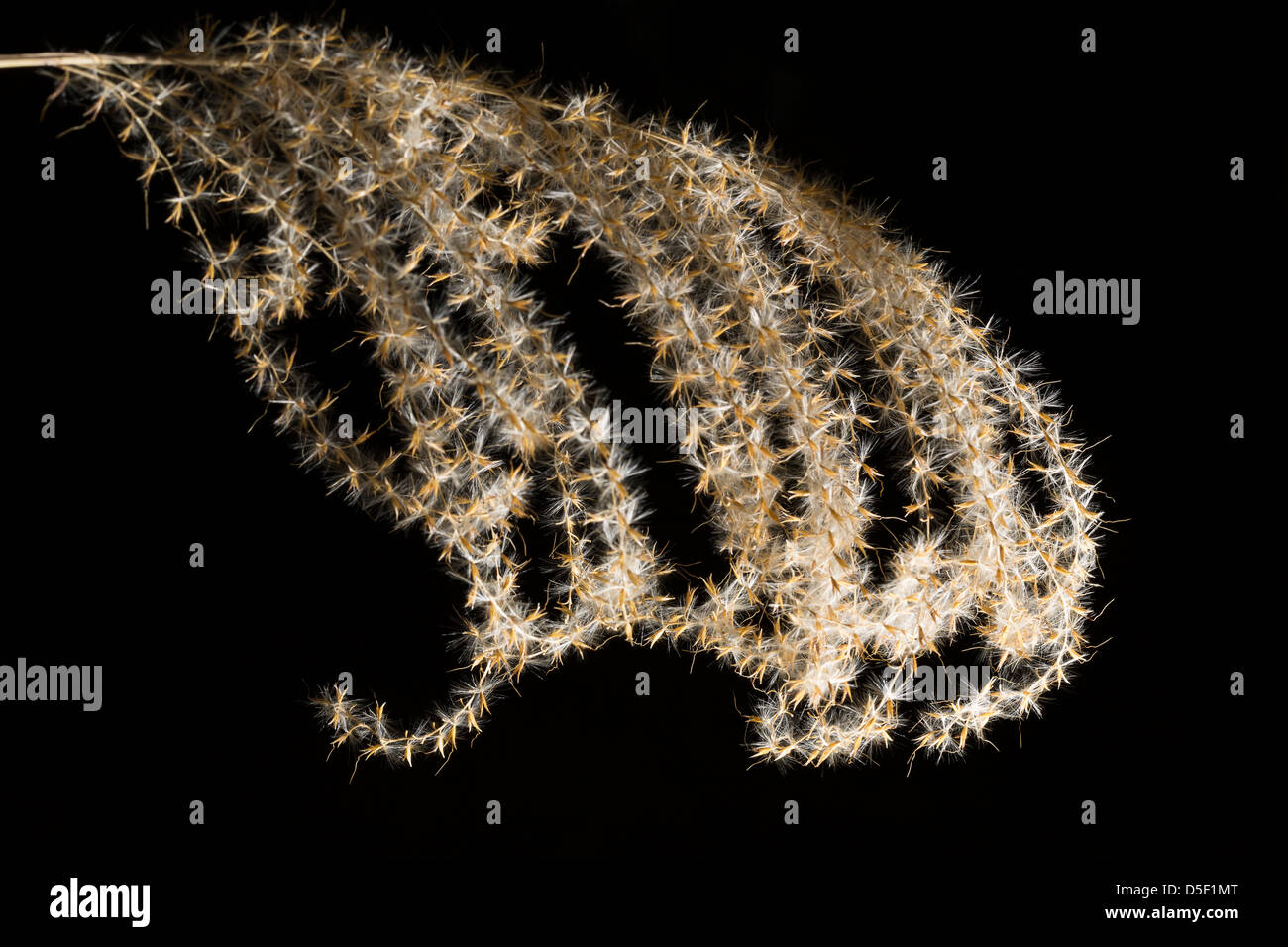 Grass seeds hi-res stock photography and images - Alamy