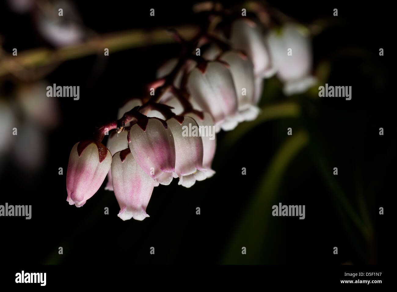 pollen on pink flowers with black background. Shenandoah National Park ...