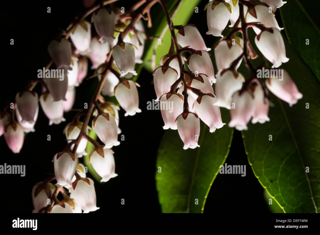 pollen on pink flowers with black background. Shenandoah National Park ...