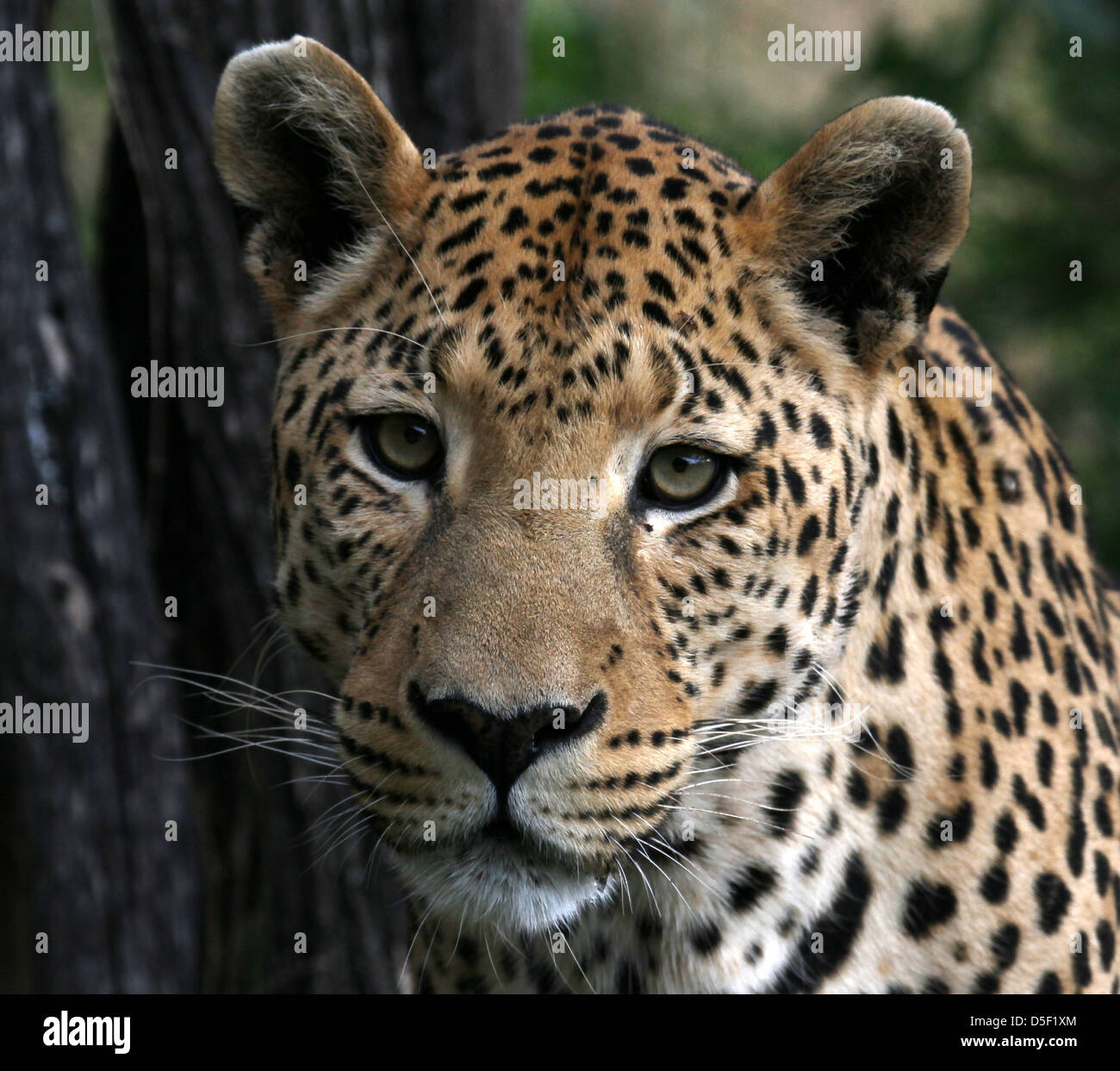 Leopard spots hi-res stock photography and images - Alamy