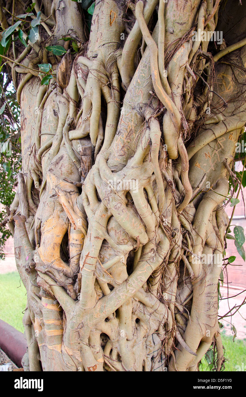 Indian banyan tree bark hi-res stock photography and images - Alamy