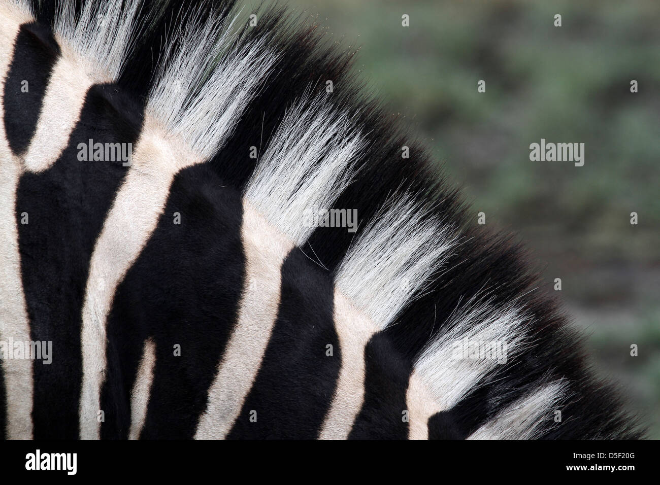 White horse black main hi-res stock photography and images - Alamy
