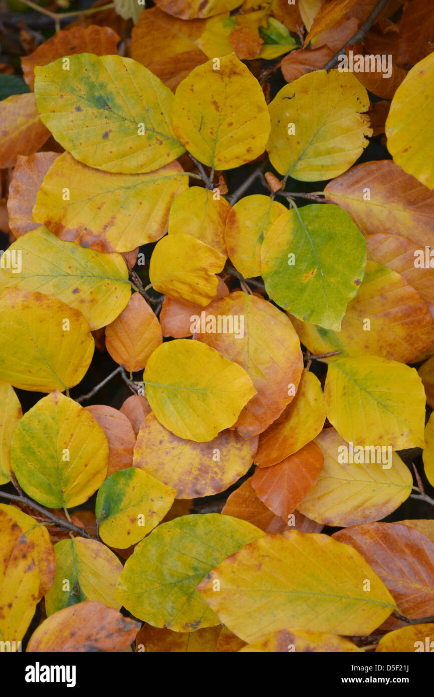 Group leafs hi-res stock photography and images - Alamy