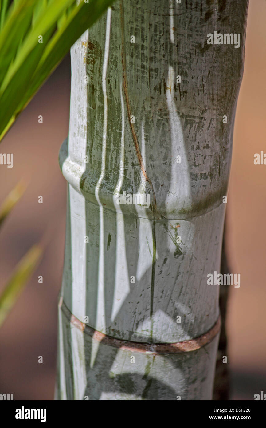 Palm shed on bamboo Stock Photo - Alamy