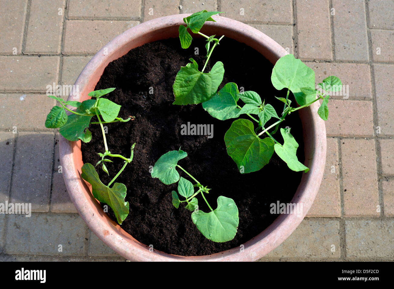Beans grown in container hi-res stock photography and images - Alamy