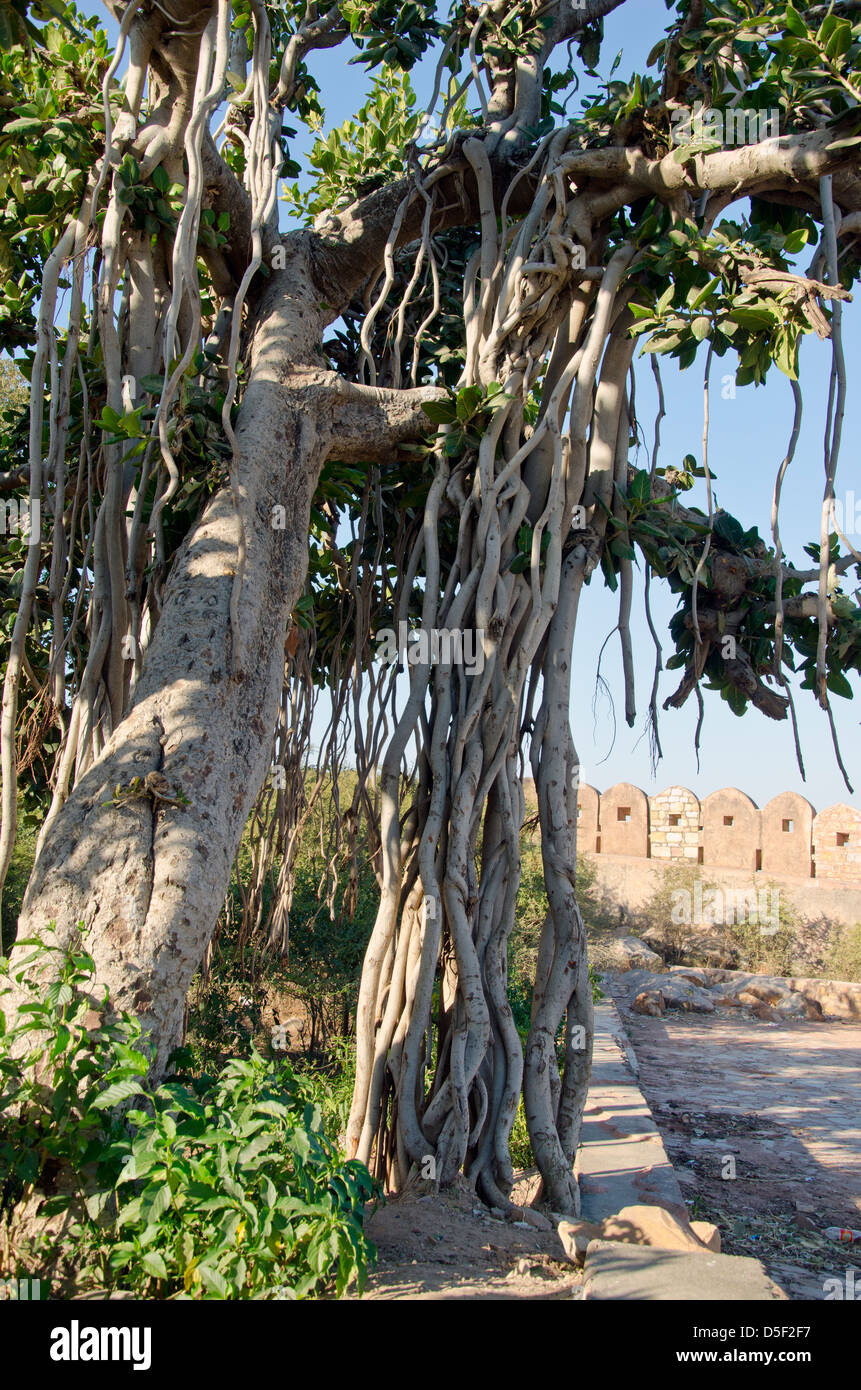 big banyan tree in Jaipur, India Stock Photo - Alamy