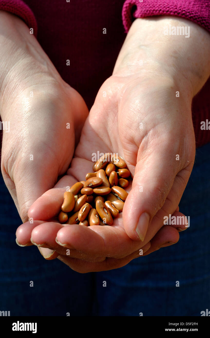 Dwarf bean hi-res stock photography and images - Alamy