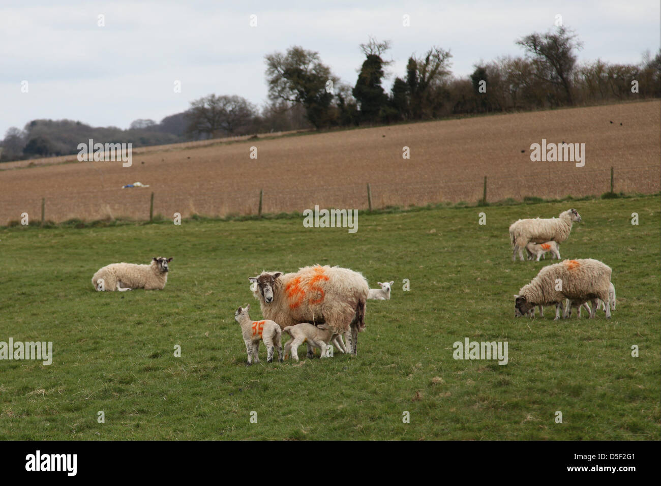 Farmers lamb hi-res stock photography and images - Alamy