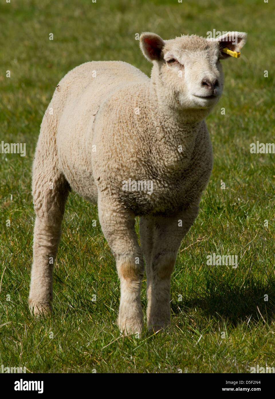 Young lamb hi-res stock photography and images - Alamy