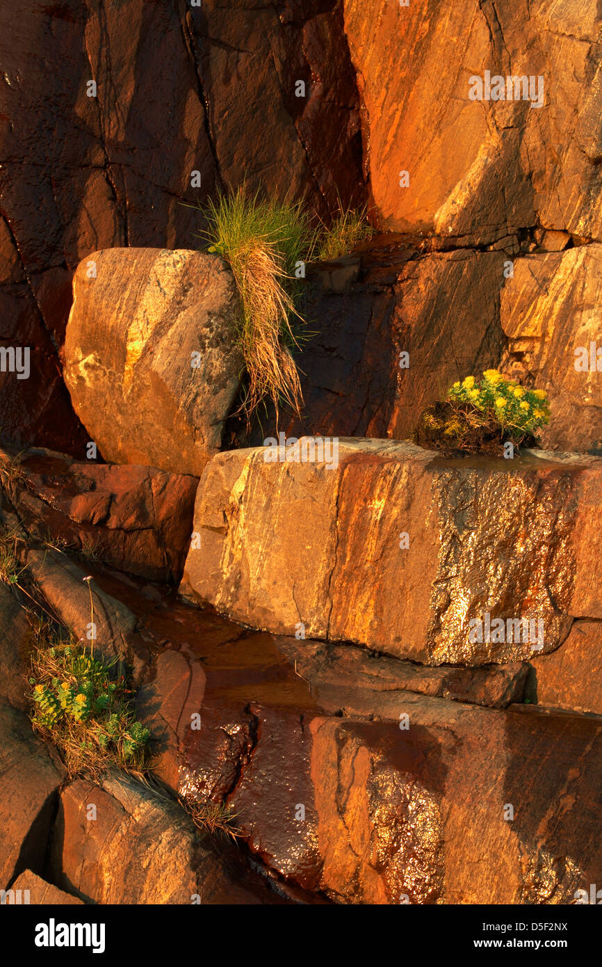 Grass on rock hi-res stock photography and images - Alamy