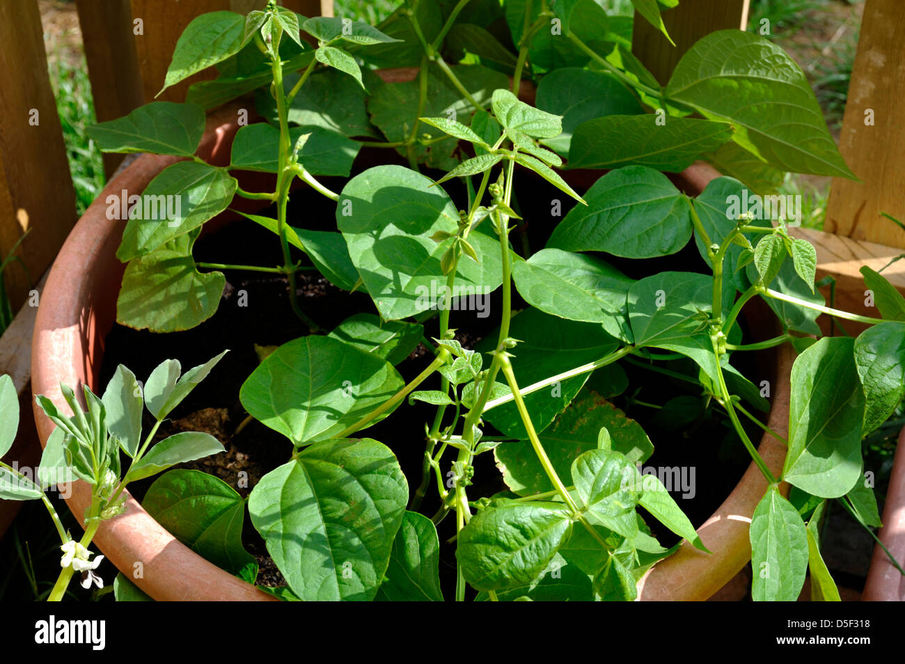 Dwarf beans plant uk hi-res stock photography and images - Alamy