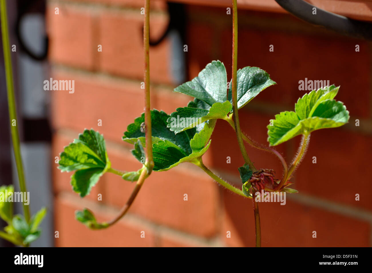 Close-up of Framberry 'Red Dream' Runner trailing from main plant Stock ...