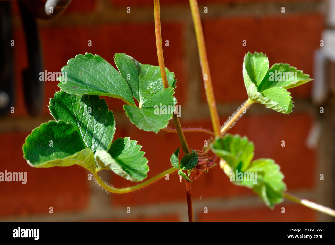 Framberry 'Red Dream' Runner trailing from main plant Stock Photo - Alamy