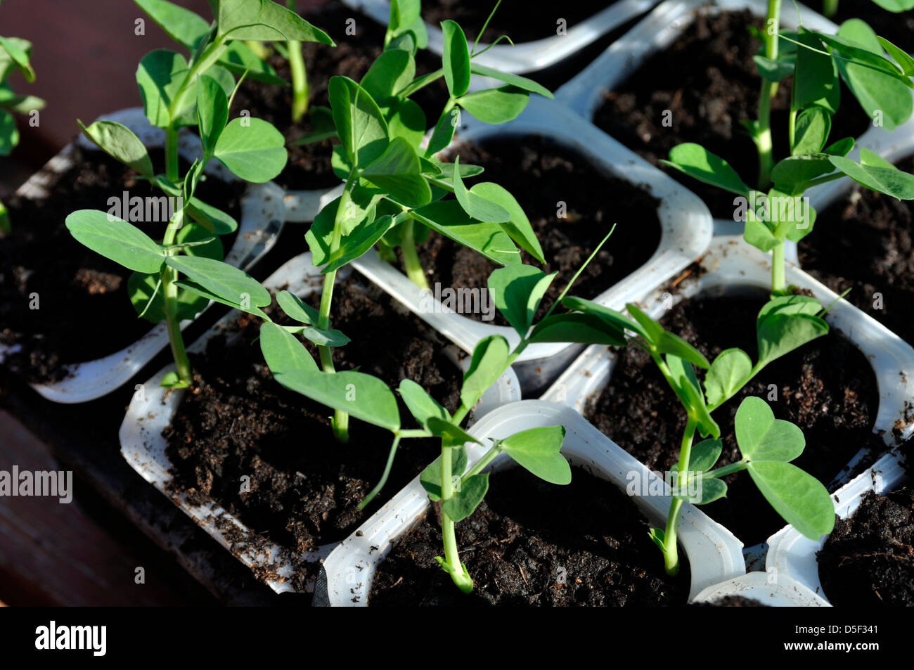 Edible peas growing in pots hi-res stock photography and images - Alamy