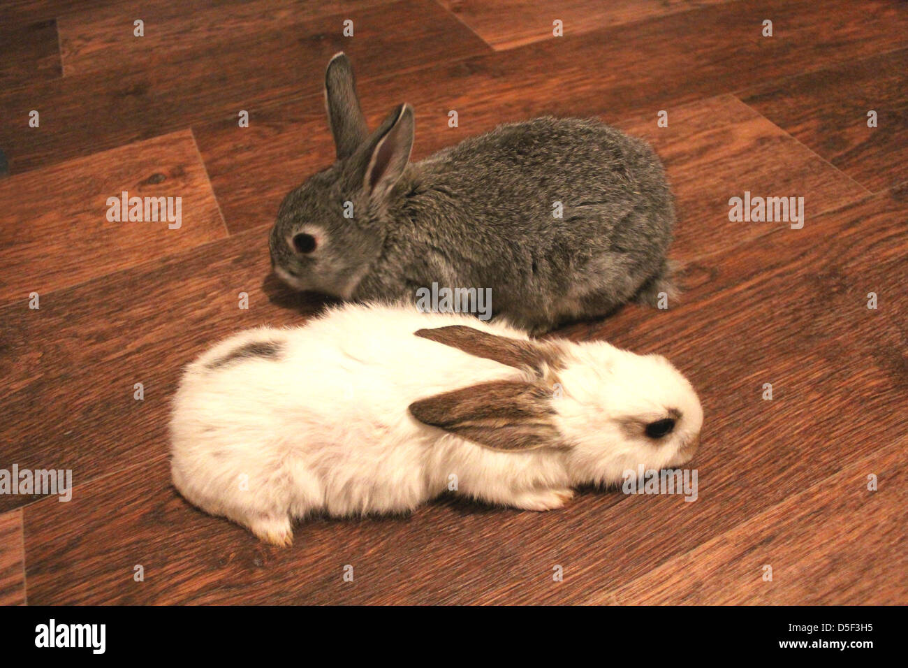 image of grey and white rabbits on the floor Stock Photo - Alamy