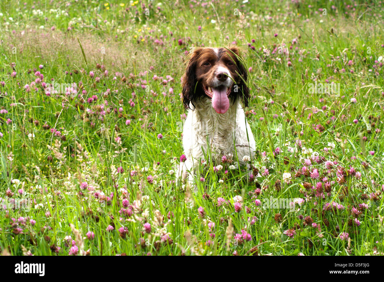 springer spaniel in the long grass with wild flowers Stock Photo - Alamy