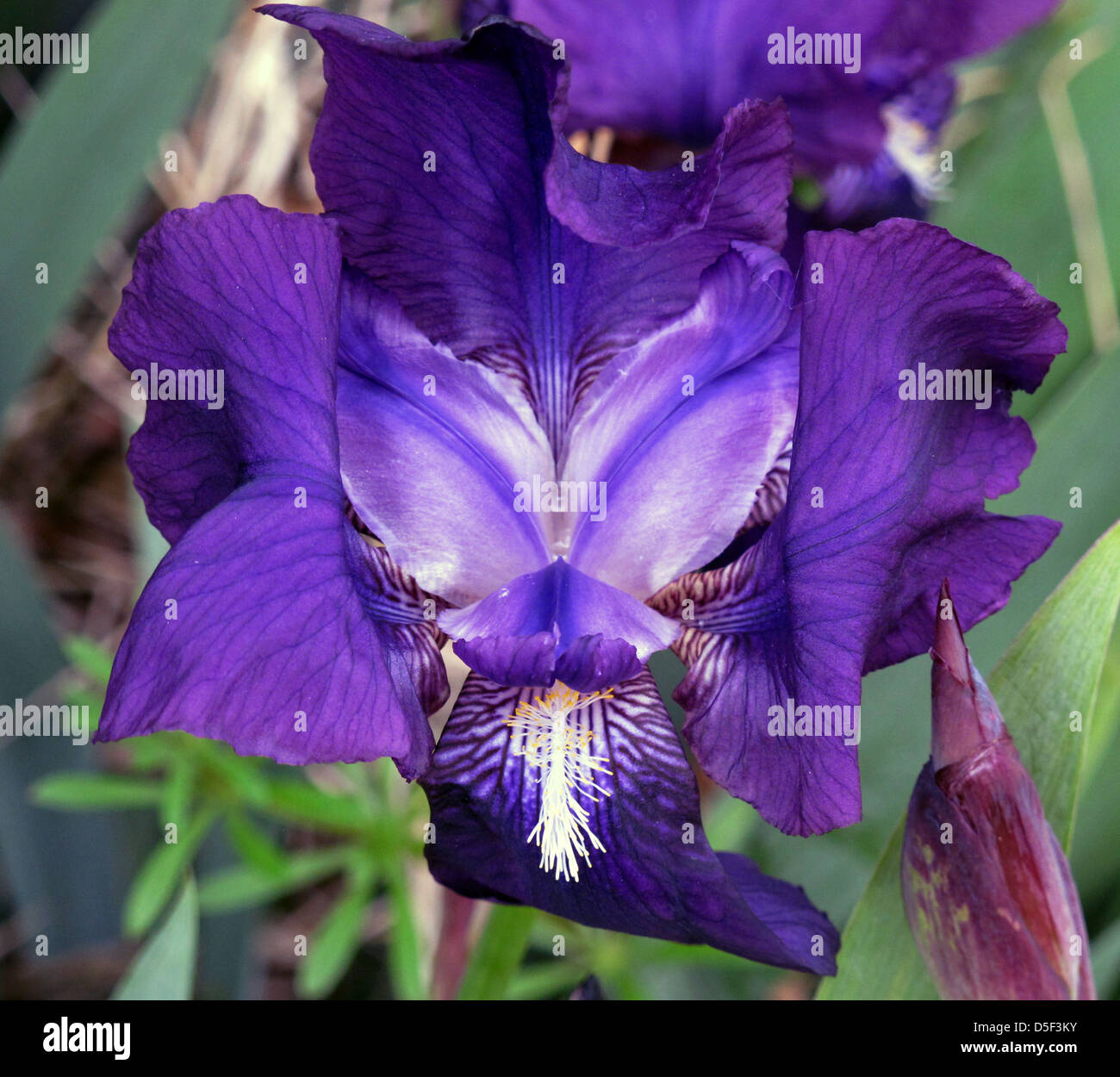 Iris blu hi-res stock photography and images - Alamy