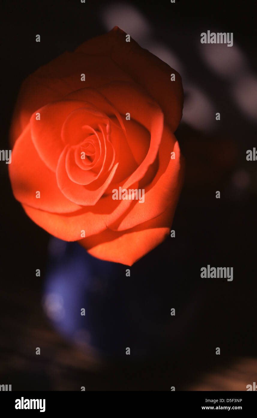 Rose red colour hi-res stock photography and images - Alamy