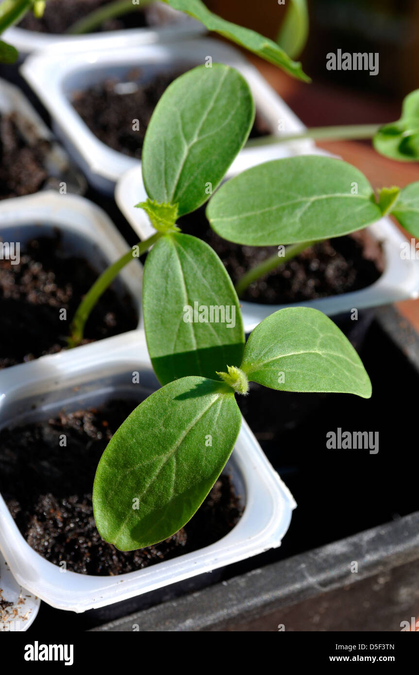 Close-up of Organic Cucumber (Picolino F1 Hybrid) seedlings growing in ...
