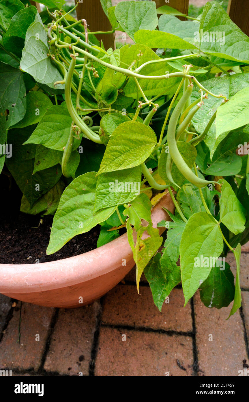 Dwarf beans hi-res stock photography and images - Alamy